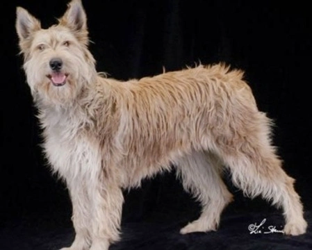 Pastore di Picardia, caratteristiche di questa antica razza francese ...