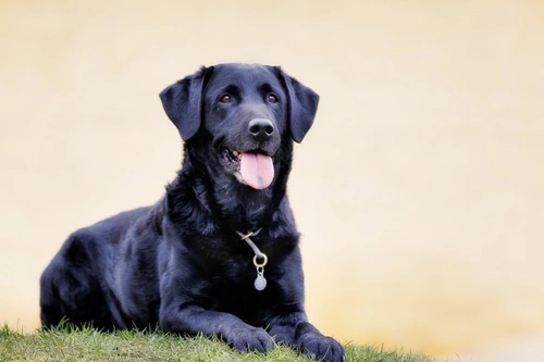 Is the Labrador retriever the right dog for you? | Pets4Homes
