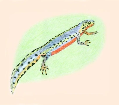 Čolek horský – Triturus alpestris | iFauna