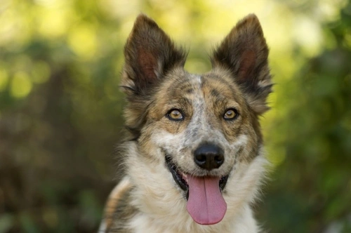 MRSA Infection in Dogs: Causes, Risks & Treatment Guide | Pets4Homes