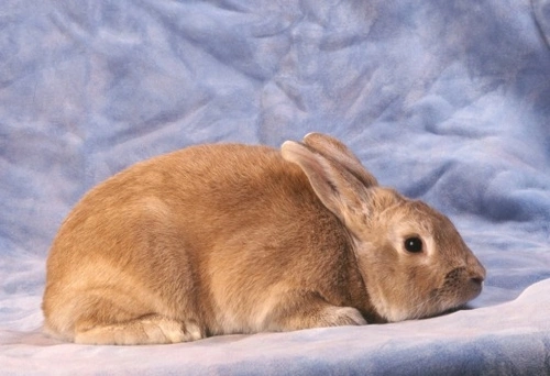 A Complete Guide to Rabbit Colours and Patterns | Pets4Homes