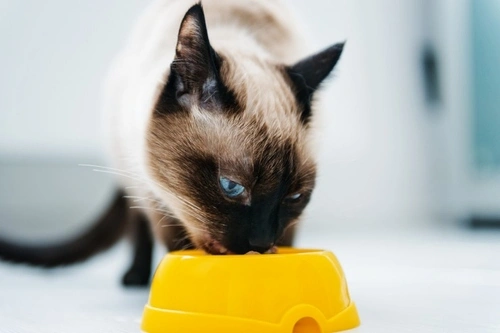 What to Do When Your Cat Goes Off Their Food | Pets4Homes
