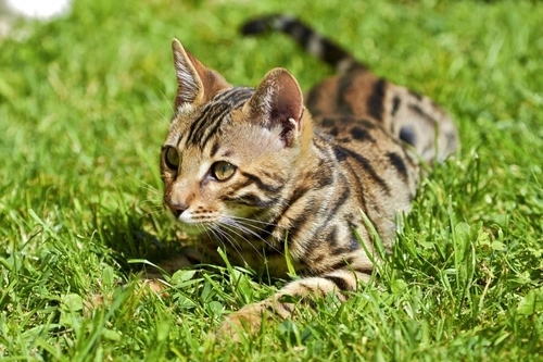 Glomerular Disease in Cats | Pets4Homes