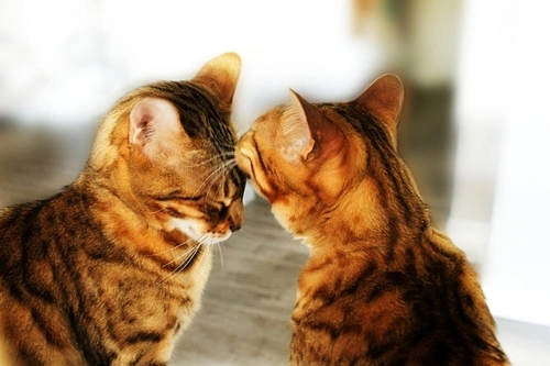 How to help your cats to get on and not fight | Pets4Homes