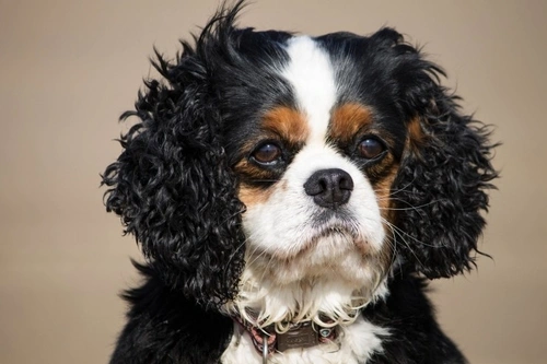 How PSOM (Glue Ear) Affects Cavalier King Charles Spaniels | Pets4Homes