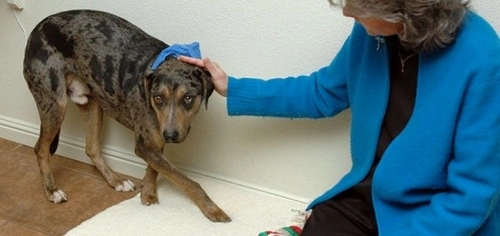 Cómo hacer que un perro confíe en tí | MundoAnimalia