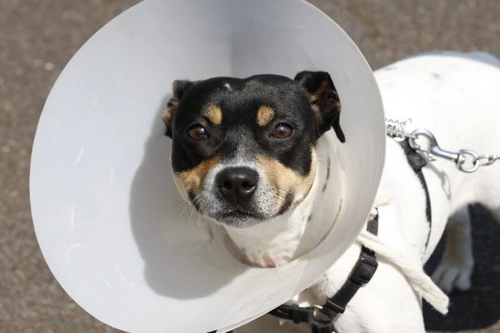 Post-surgical Complications in Spayed Dogs Explained | Pets4Homes