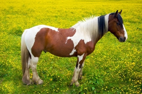 Horse and Pony Basics: Colours, Types and Markings Explained | Pets4Homes