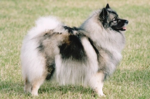 Is the Keeshond dog a good choice of pet? | Pets4Homes