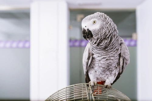 The body language of parrots: Signs your parrot is happy | Pets4Homes