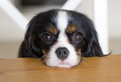 How to Keep Your Dog Off Counters and Tables | Pets4Homes