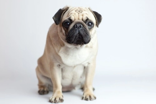 Inbreeding in Dogs - Problems, Benefits and Reasons | Pets4Homes