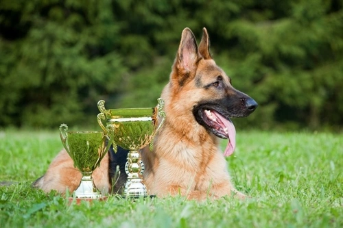 Top 6 Most Popular Pastoral Dog Breeds in the UK Revealed | Pets4Homes