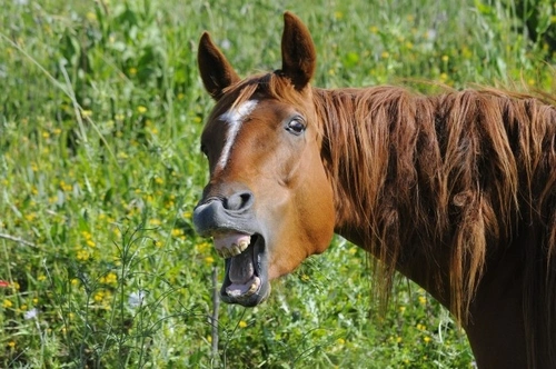 Understanding EOTRH: Impact on Older Horses' Dental Health | Pets4Homes