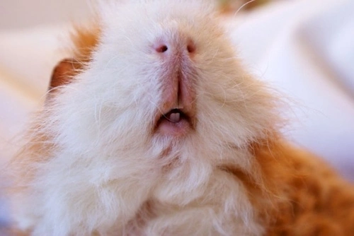 Guinea Pig Teeth: Signs, Problems & Care Guide | Pets4Homes