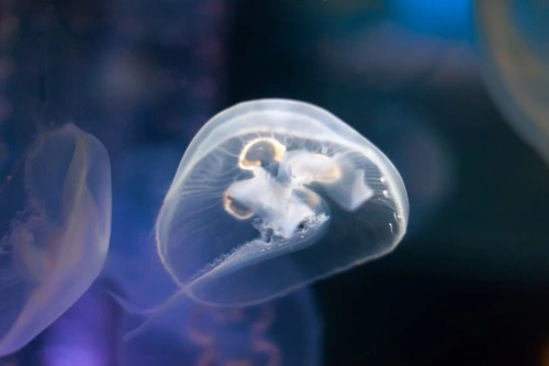 Can You Keep Jellyfish in Your Aquarium? Complete Guide | Pets4Homes