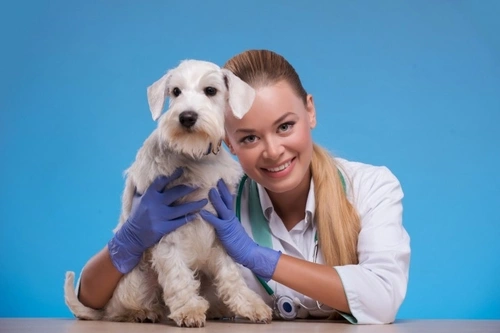 Why a six month health check is crucial for your puppy | Pets4Homes