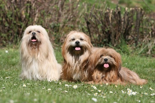 Lhasa Apso Temperament and Health Guide | Pets4Homes