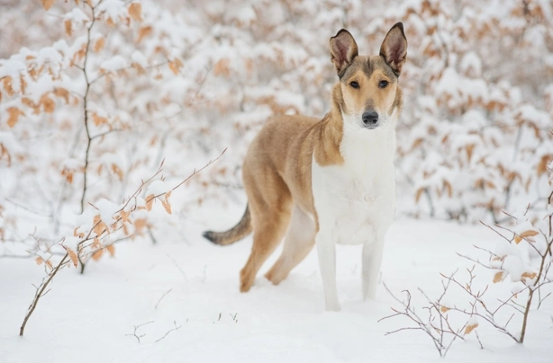 Smooth Collie Dogs Breed - Information, Temperament, Size & Price ...