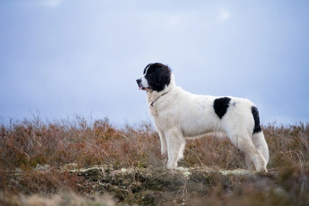 Landseer ECT Honden Ras: Karakter, Levensduur & Prijs | Puppyplaats
