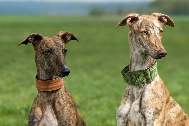 Galgo Español Perros Raza - Características, Fotos & Precio | MundoAnimalia