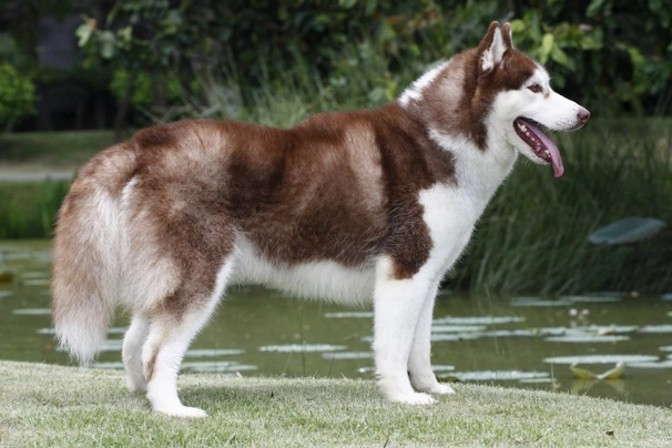Siberian Husky Dogs Breed - Information, Temperament, Size & Price ...
