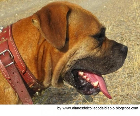 Alano Español Perros Raza - Características, Fotos & Precio | MundoAnimalia