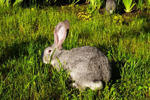 British Giant Rabbits Breed - Information, Temperament, Size & Price ...