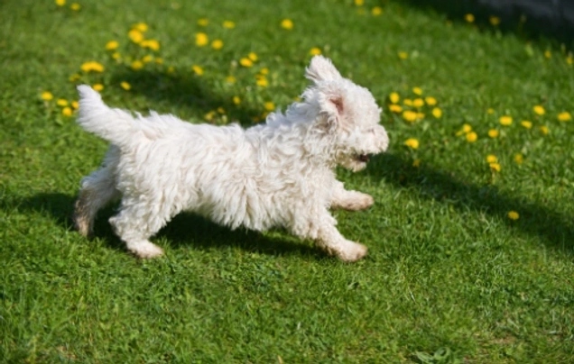 Puli Perros Raza - Características, Fotos & Precio | MundoAnimalia