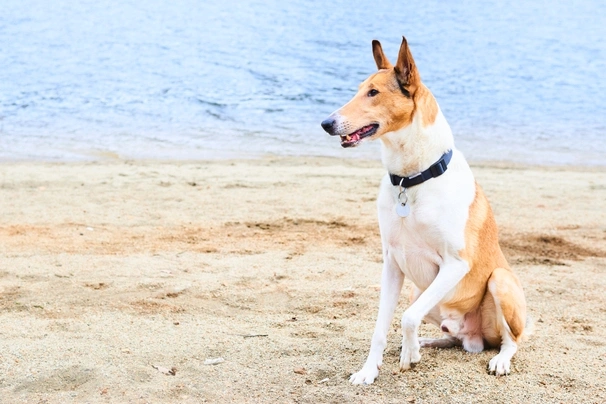 Smooth Collie Dogs Breed - Information, Temperament, Size & Price ...