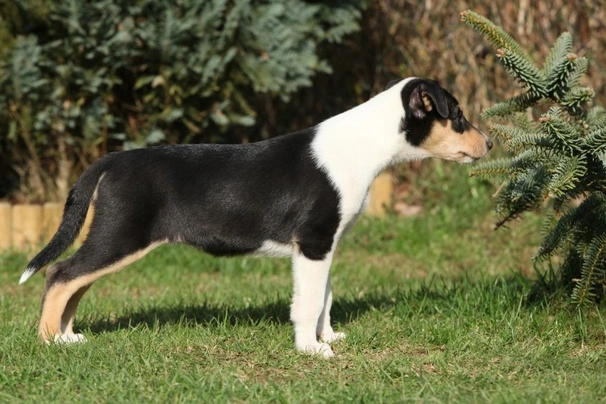 Smooth Collie Dogs Breed - Information, Temperament, Size & Price ...