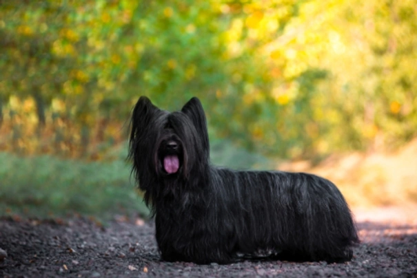 Skye Terrier Perros Raza - Características, Fotos & Precio | MundoAnimalia