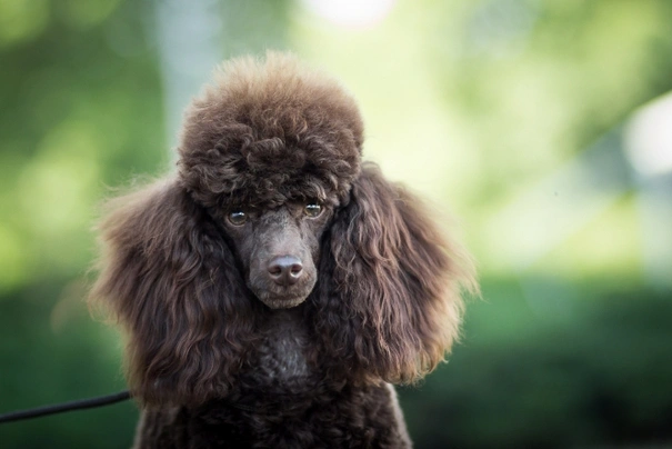 Toy Poodle Dogs Breed - Information, Temperament, Size & Price | Pets4Homes