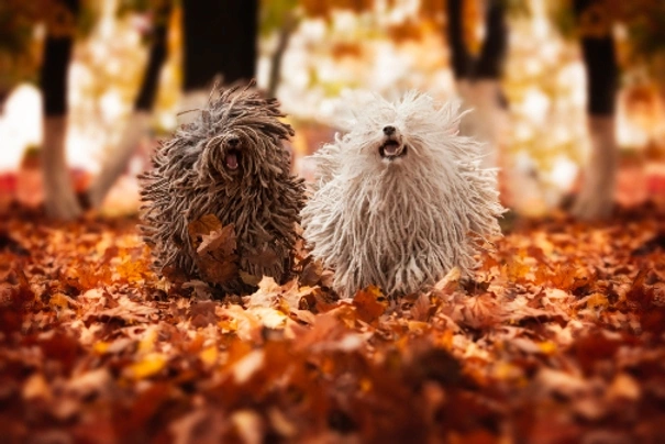 Puli Perros Raza - Características, Fotos & Precio | MundoAnimalia
