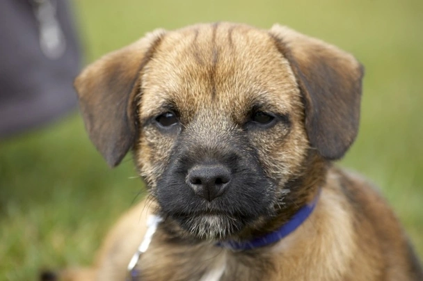 Border Terrier Dogs Breed - Information, Temperament, Size & Price ...