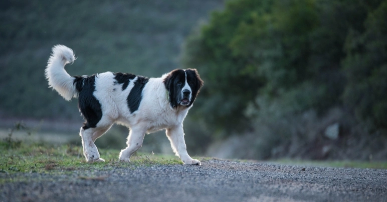Landseer ECT Honden Ras: Karakter, Levensduur & Prijs | Puppyplaats