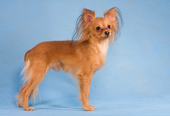 Russian Toy Terrier Dogs Breed - Information, Temperament, Size & Price ...