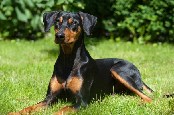 German Pinscher Dogs Breed - Information, Temperament, Size & Price ...