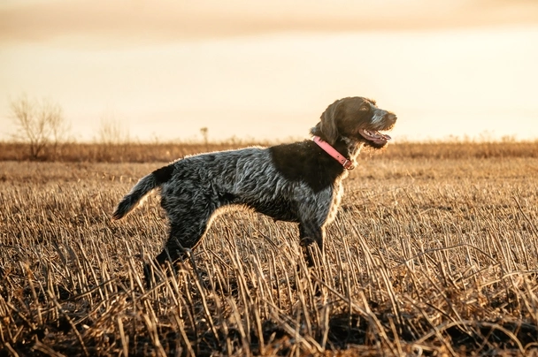German Wirehaired Pointer Dogs Breed - Information, Temperament, Size ...