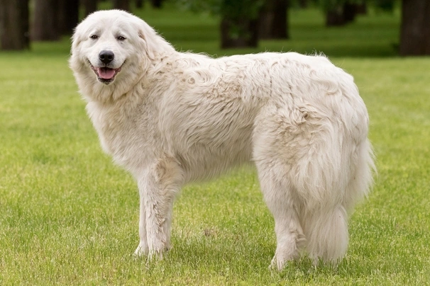Maremma Sheepdog Dogs Breed - Information, Temperament, Size & Price ...