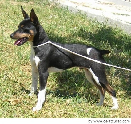 Gos Rater Valencià Perros Raza - Características, Fotos & Precio ...