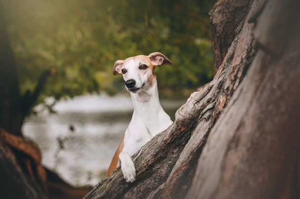 Whippet Perros Raza - Características, Fotos & Precio | MundoAnimalia