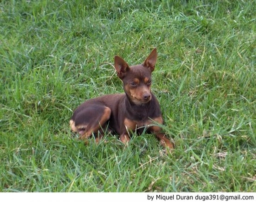 Ca Rater Mallorquí Perros Raza - Características, Fotos & Precio ...