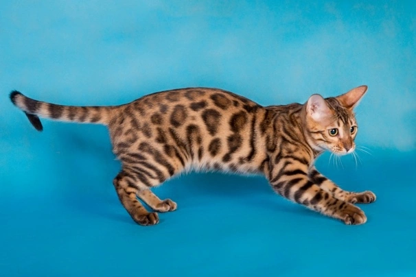 Bengal Cats Breed - Information, Temperament, Size & Price | Pets4Homes