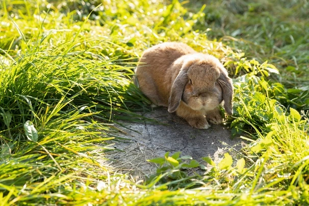 German Lop Rabbits Breed - Information, Temperament, Size & Price ...