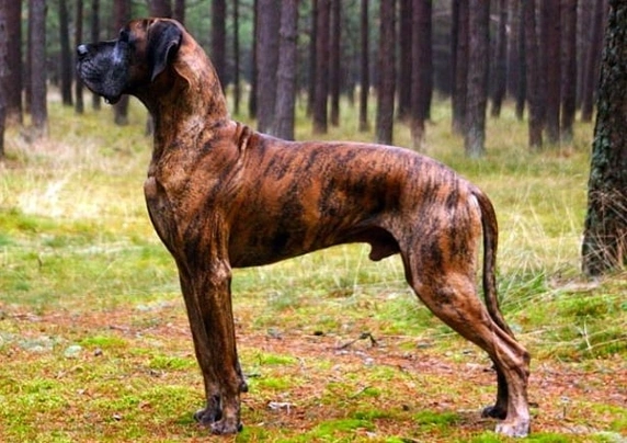 Dogo Alemán Perros Raza | Datos, Aspectos destacados y Consejos de ...