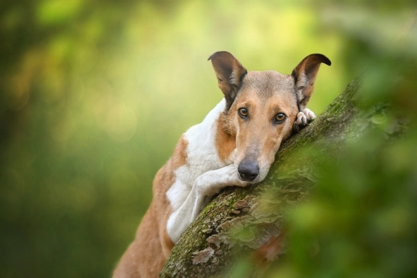 Smooth Collie Dogs Breed - Information, Temperament, Size & Price ...