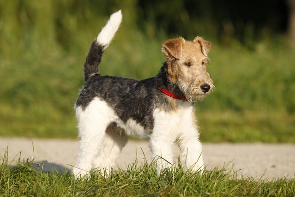 Fox Terrier de Pelo Duro Perros Raza - Características, Fotos & Precio ...