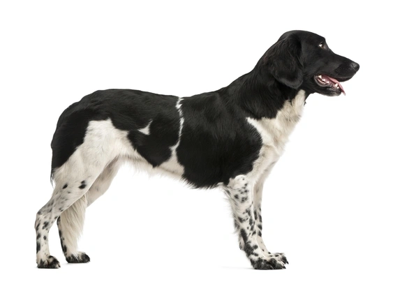 Perro de Muestra Frisón Perros Raza - Características, Fotos & Precio ...