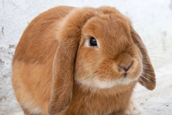 Cashmere Lop Rabbits Breed - Information, Temperament, Size & Price ...